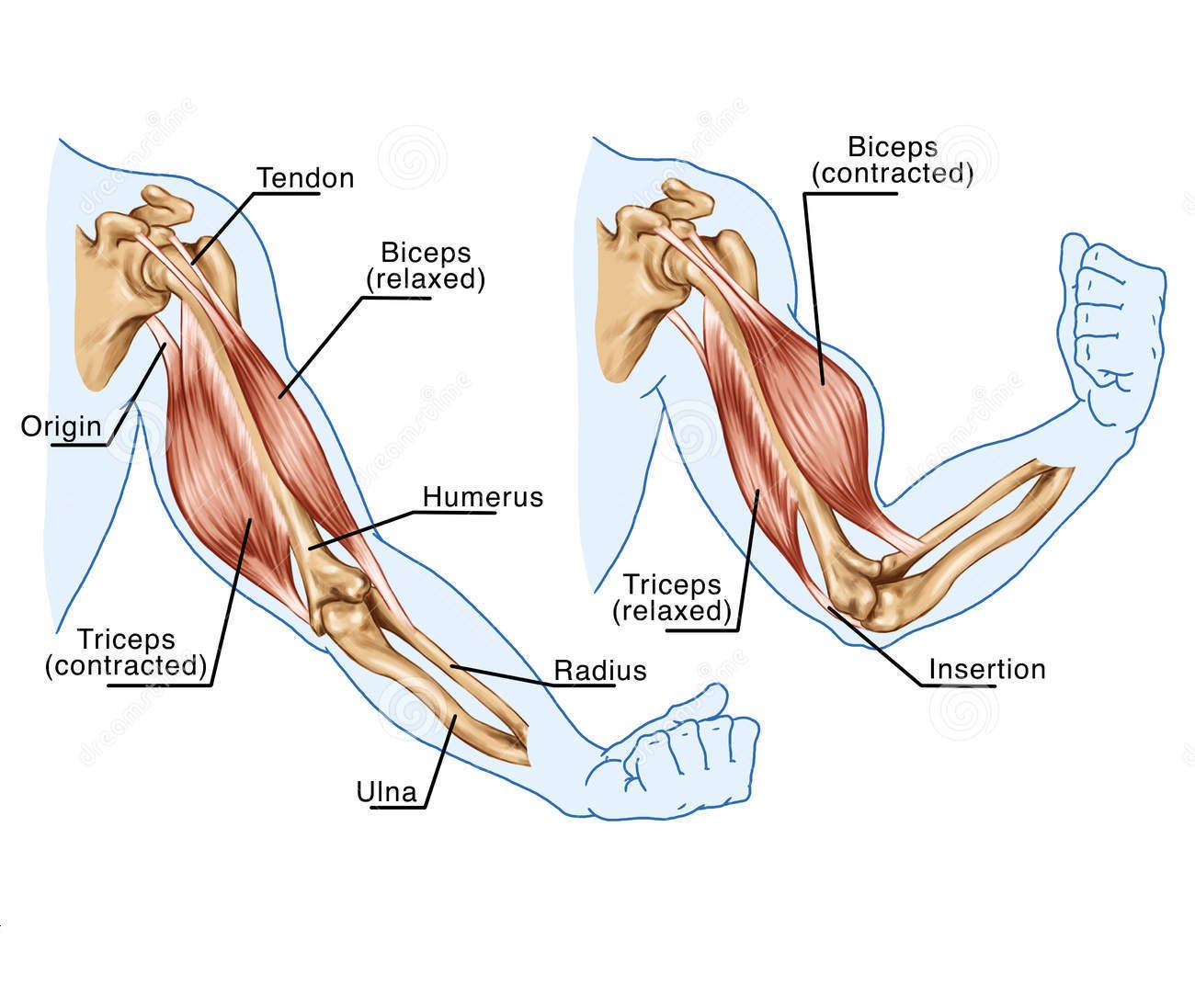 Biceps - Anna Lewandowska - healthy plan by Ann